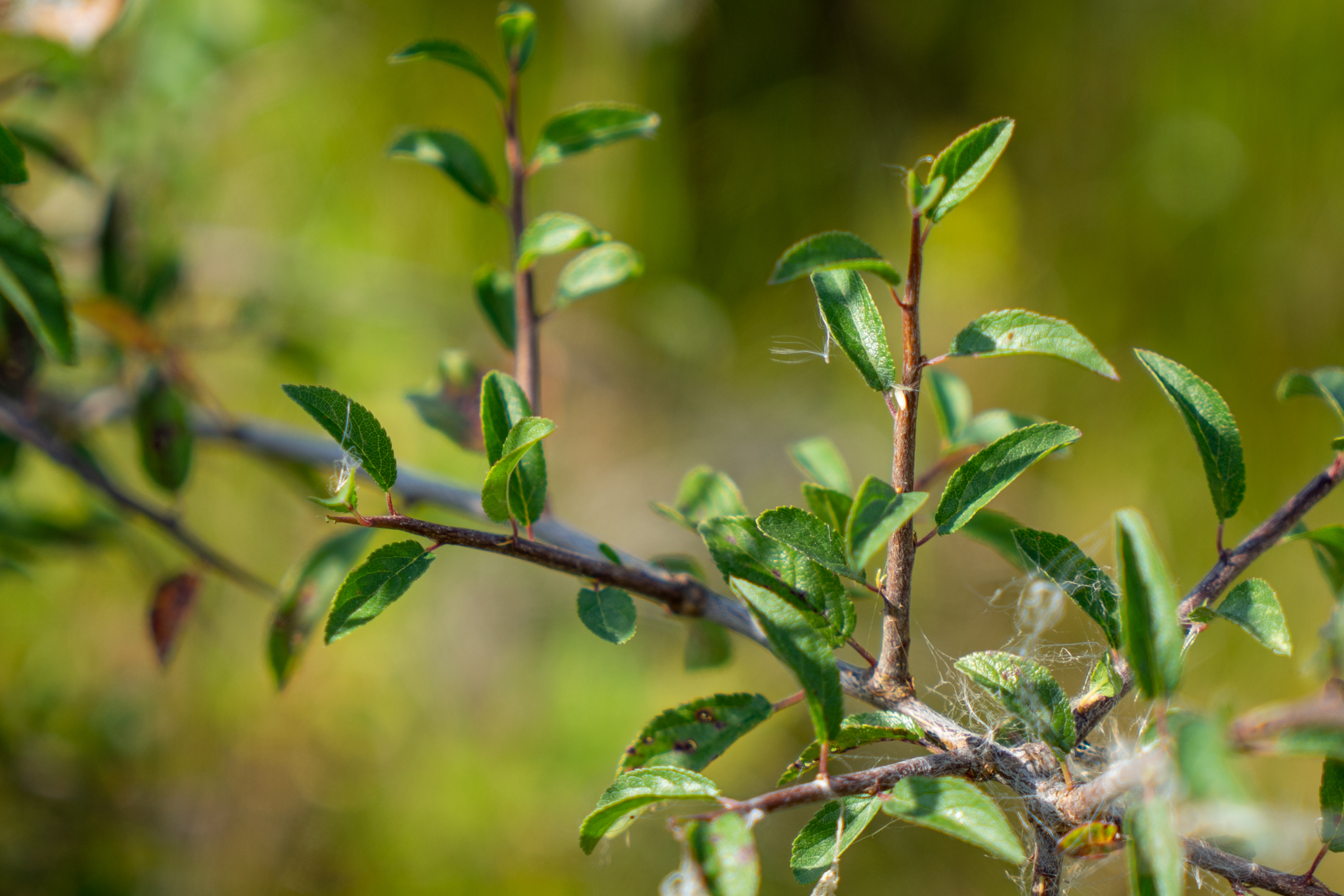 Bos geplant in Bentwoud | Plant ook een boom | Trees for All