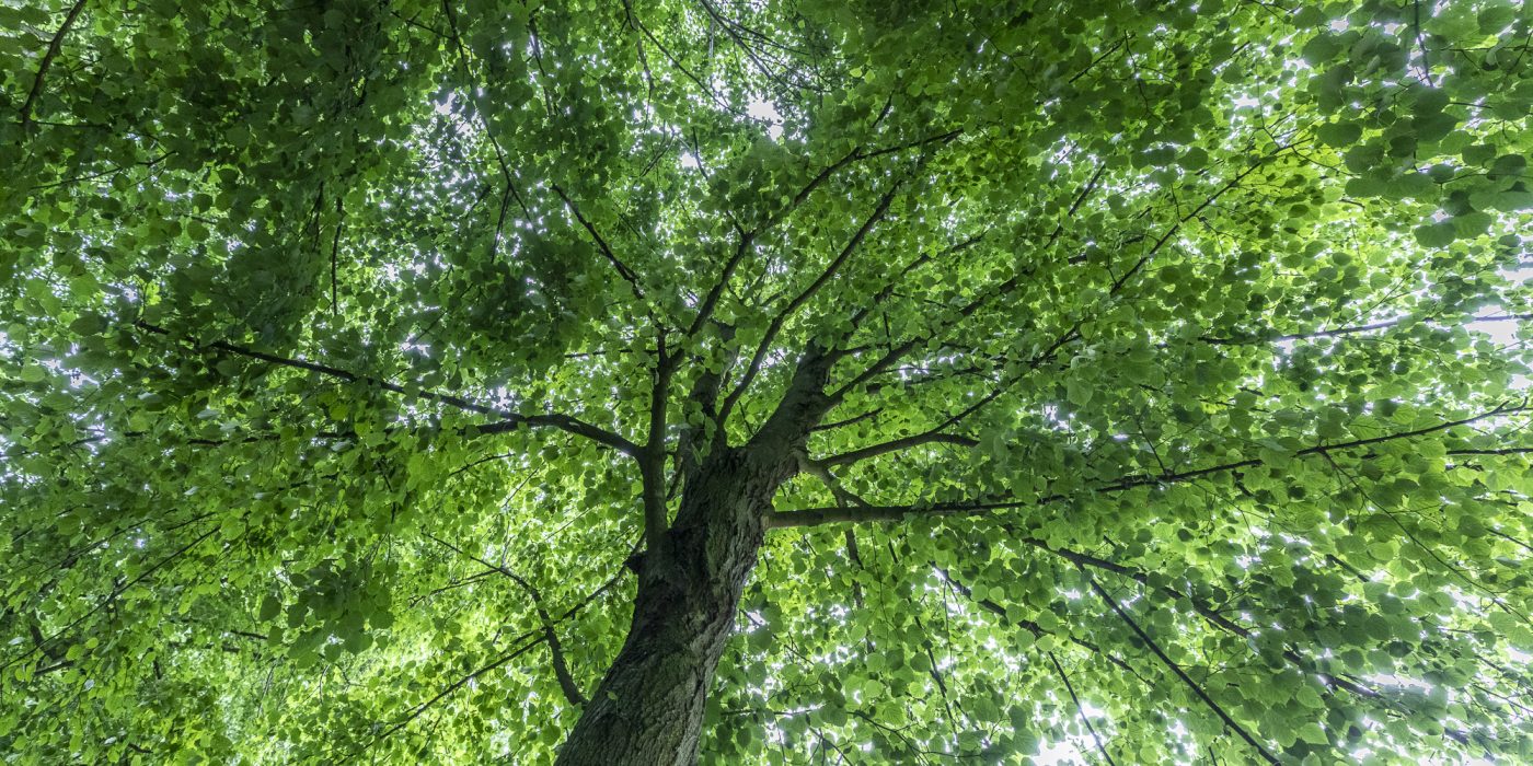 Plant een boom (met campagnecode) - Trees for All