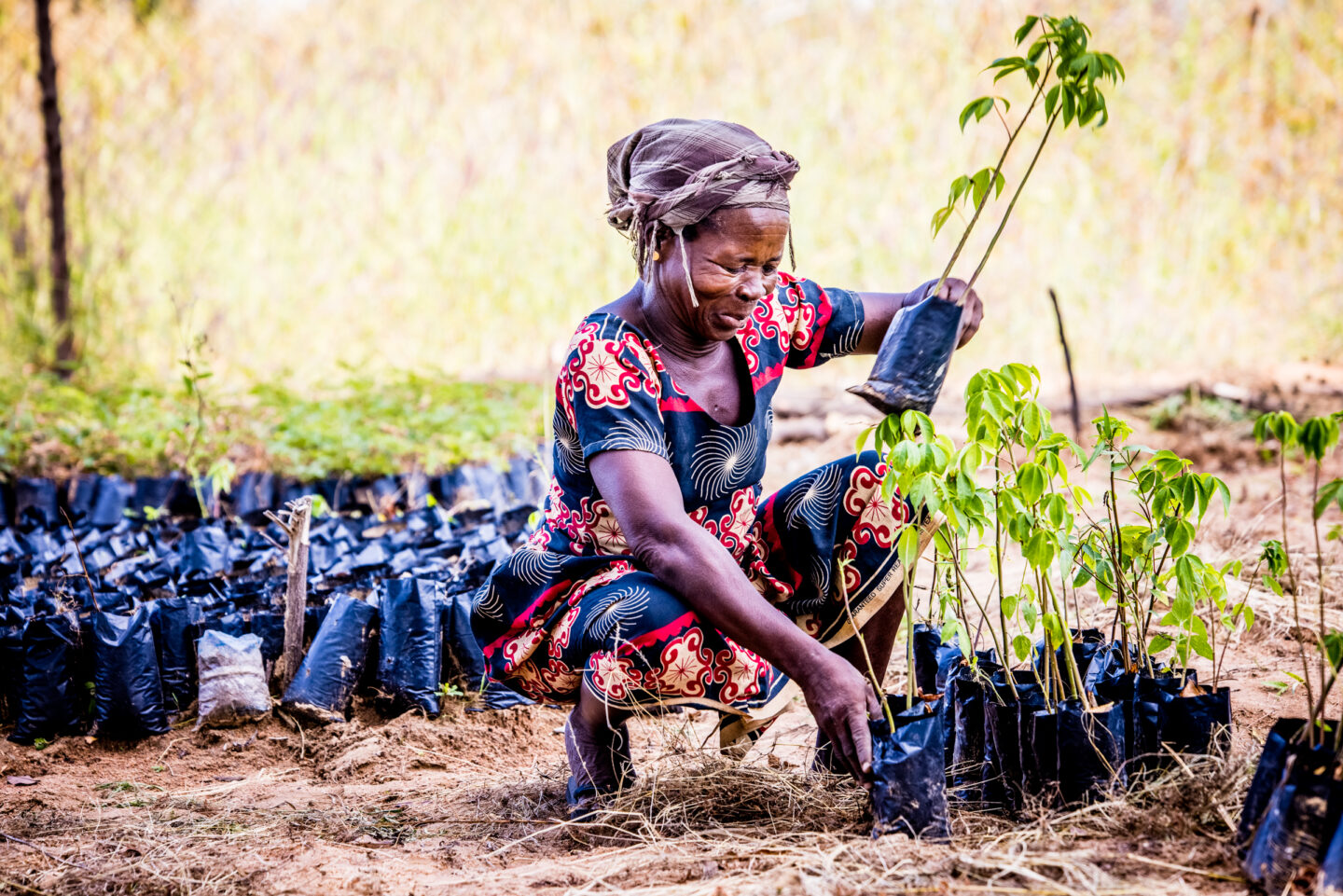 Nieuw bos in Ghana | Plant ook mee | Trees for All