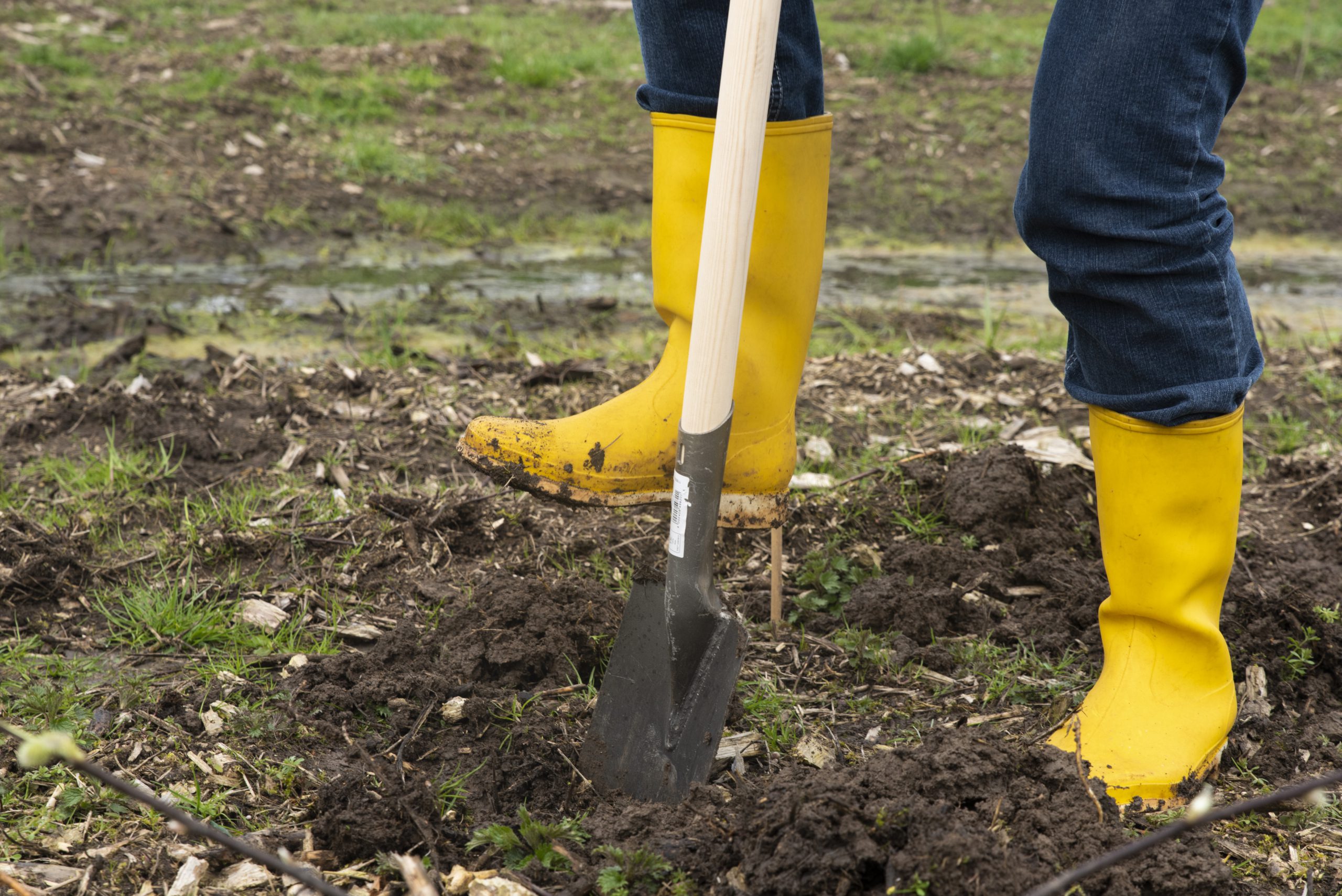 Offset your carbon emissions (direct) - Trees for All