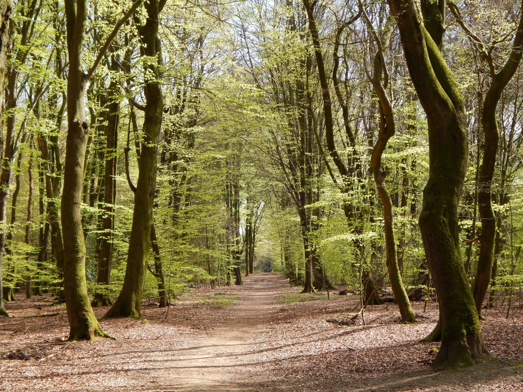 Nieuw bos in Drenthe | Plant ook mee | Trees for All