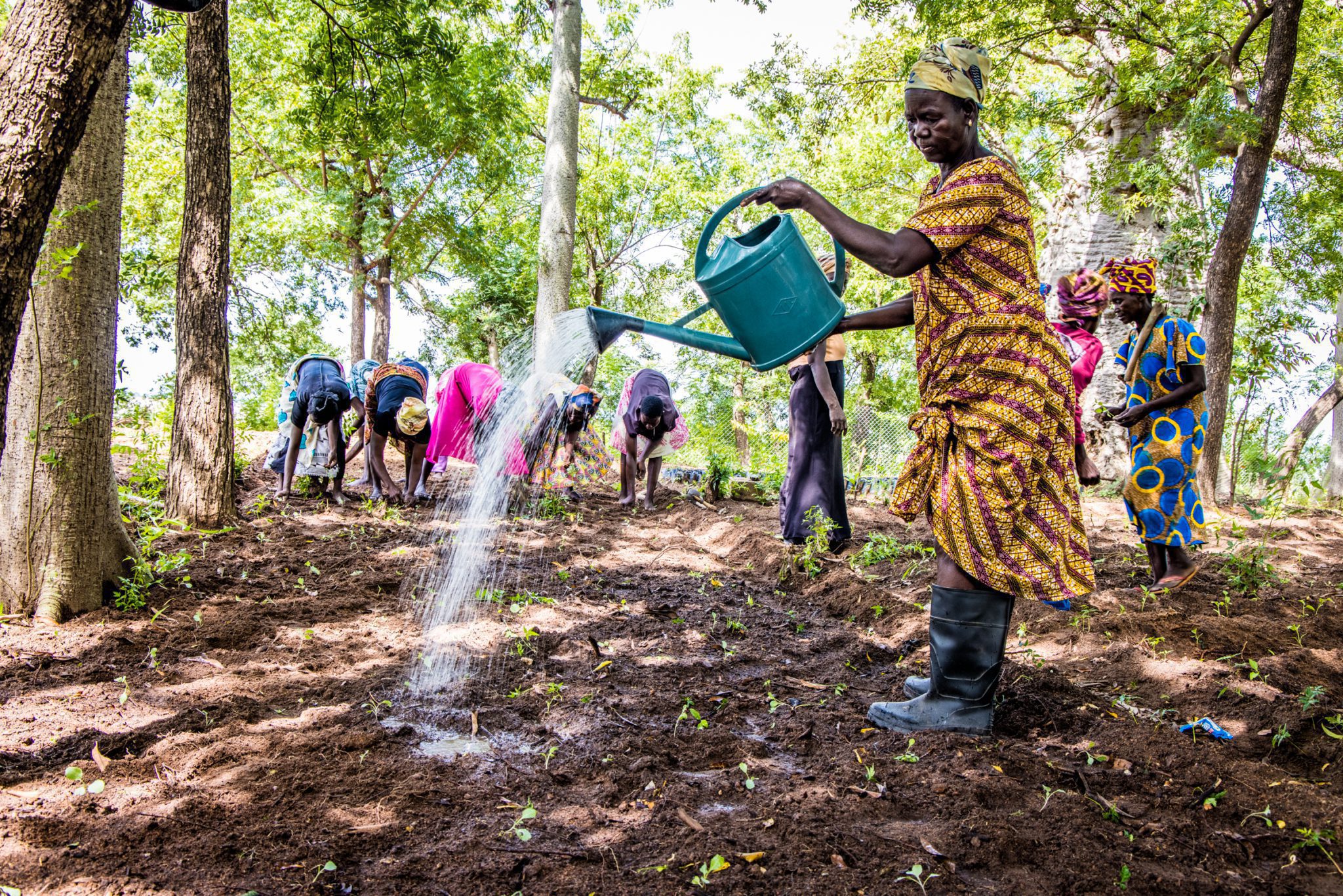 Op bezoek in Ghana: hoe gaat het met de bomen hier? - Trees for All