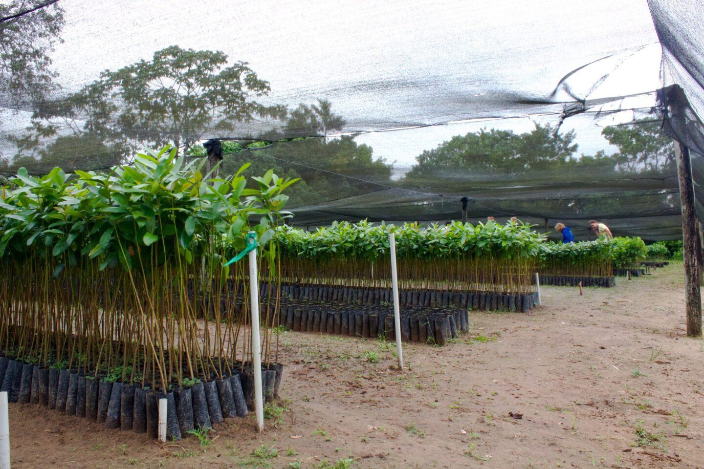 Offset your carbon emissions | Trees for All