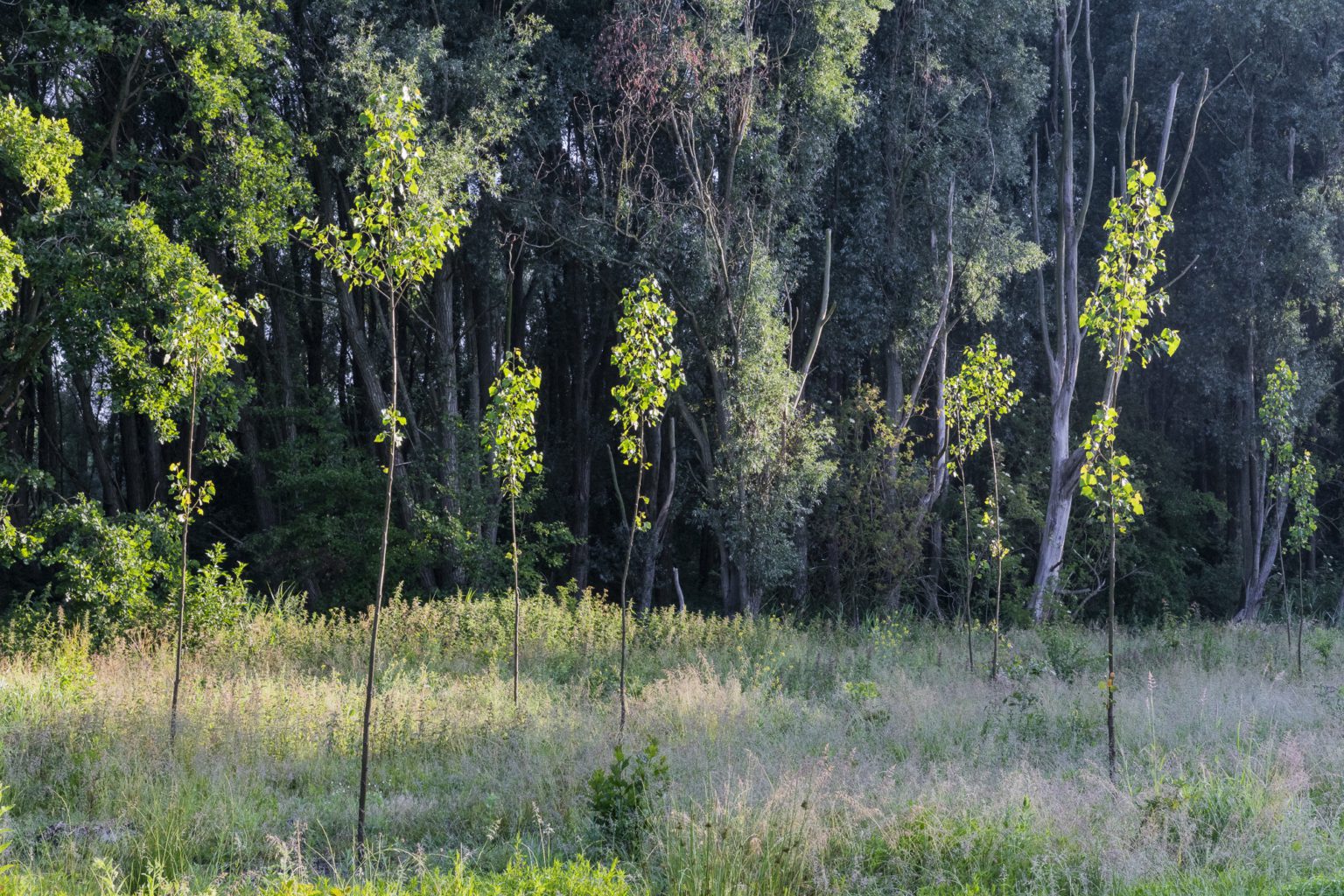 How a forest grows - Trees for All