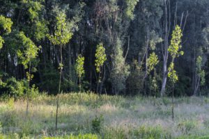 How a forest grows - Trees for All