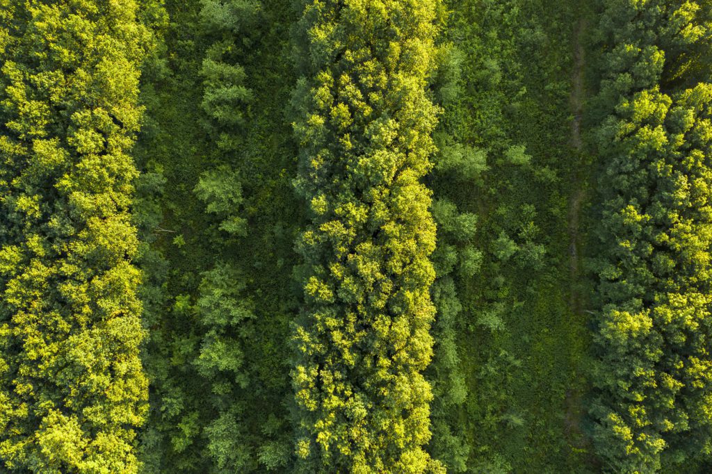 Plant een boom - Trees for All