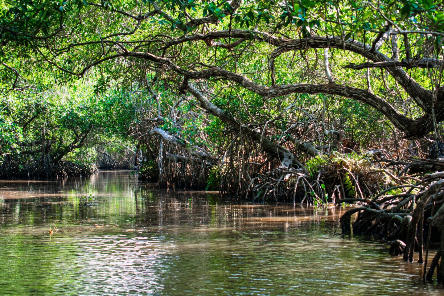 Restoring mangroves in Mexico | Plant a tree | Trees for All