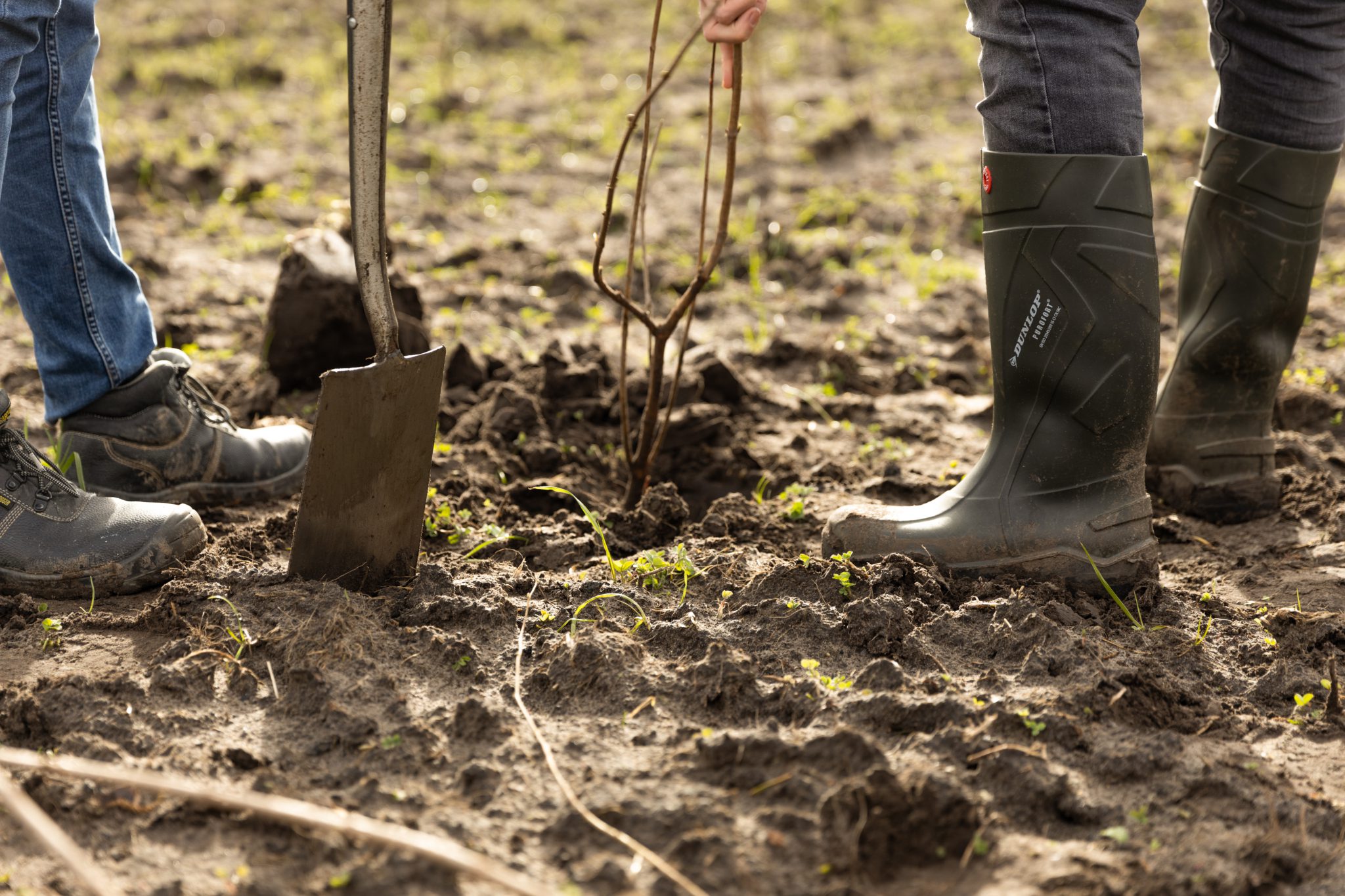 How a forest grows - Trees for All