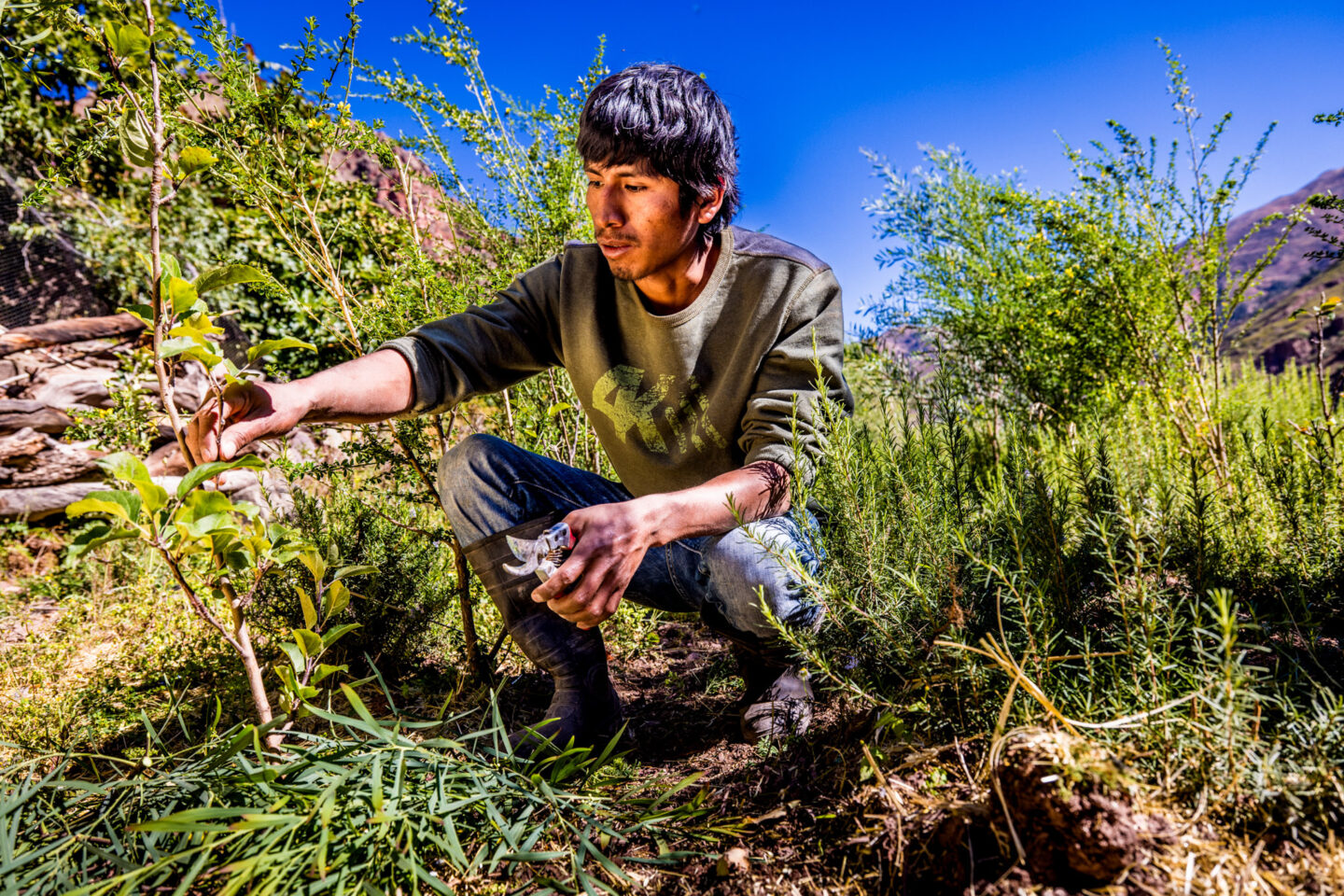 Bomen planten in de Bolivia - Trees for All