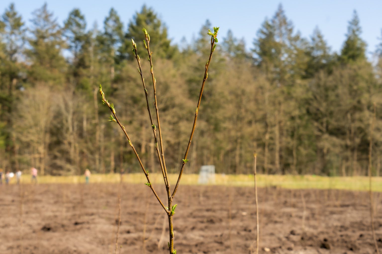 How a forest grows - Trees for All