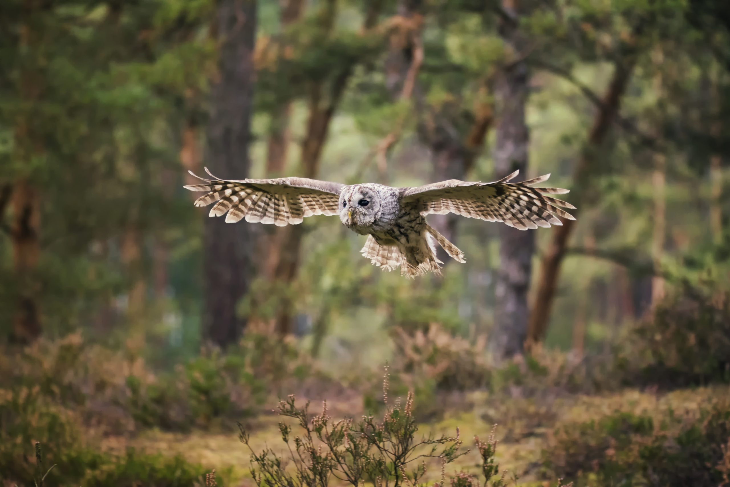 Nieuw bos in Dalerpeel in Drenthe | Trees for All