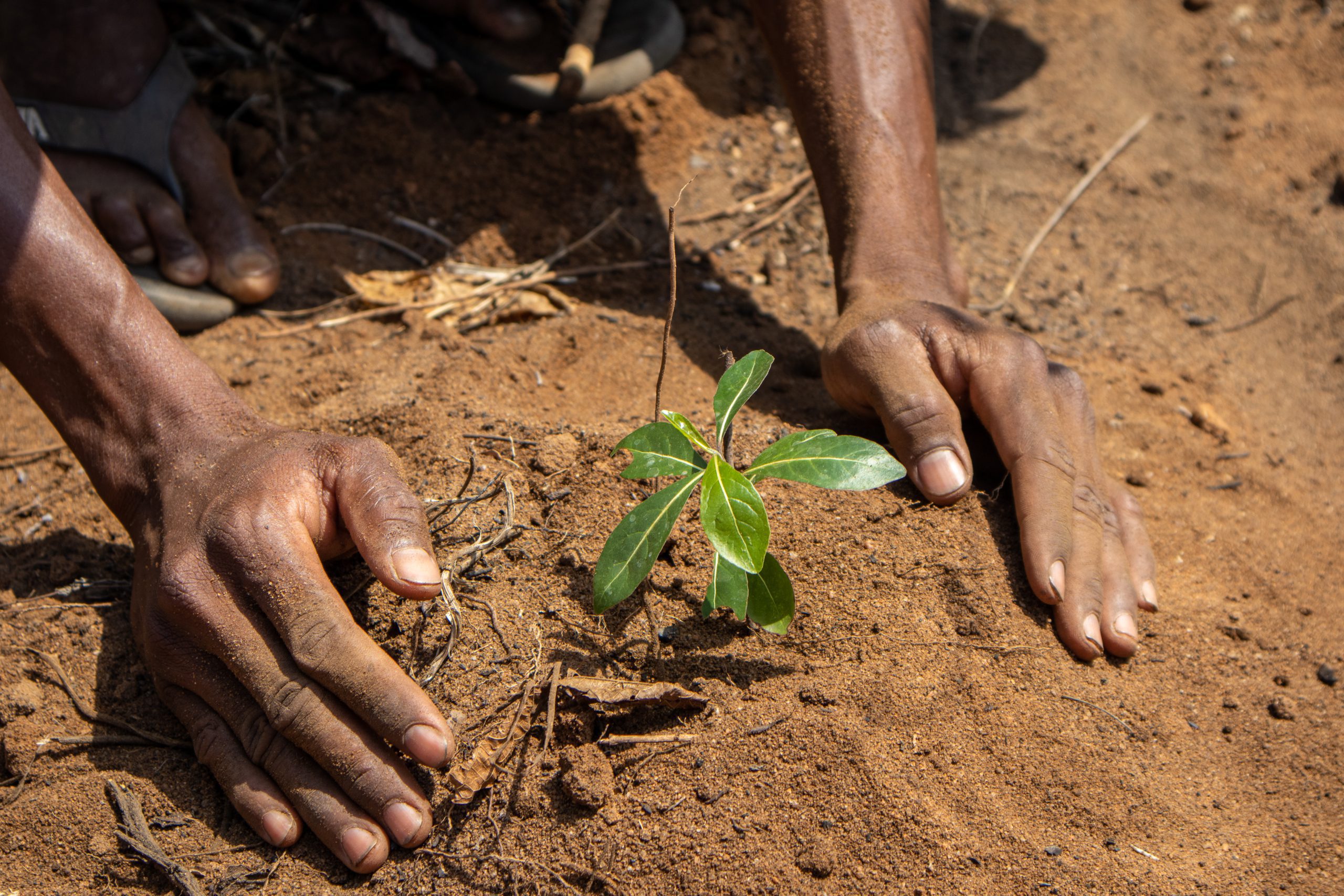 Hoe we natuur beschermen én armoede bestrijden op Madagaskar - Trees ...