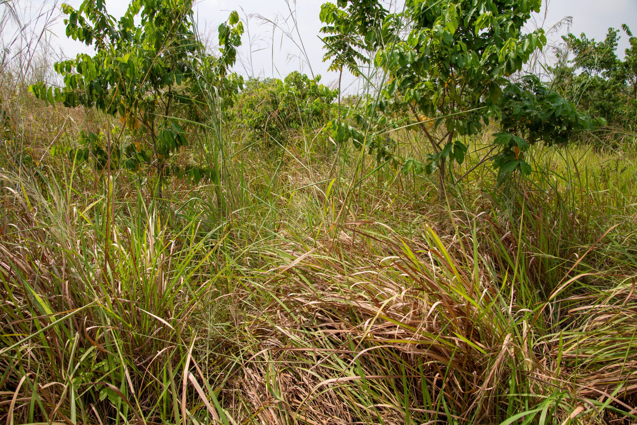 Projectupdate: hoe gaat het met de bomen in Oeganda? - Trees for All