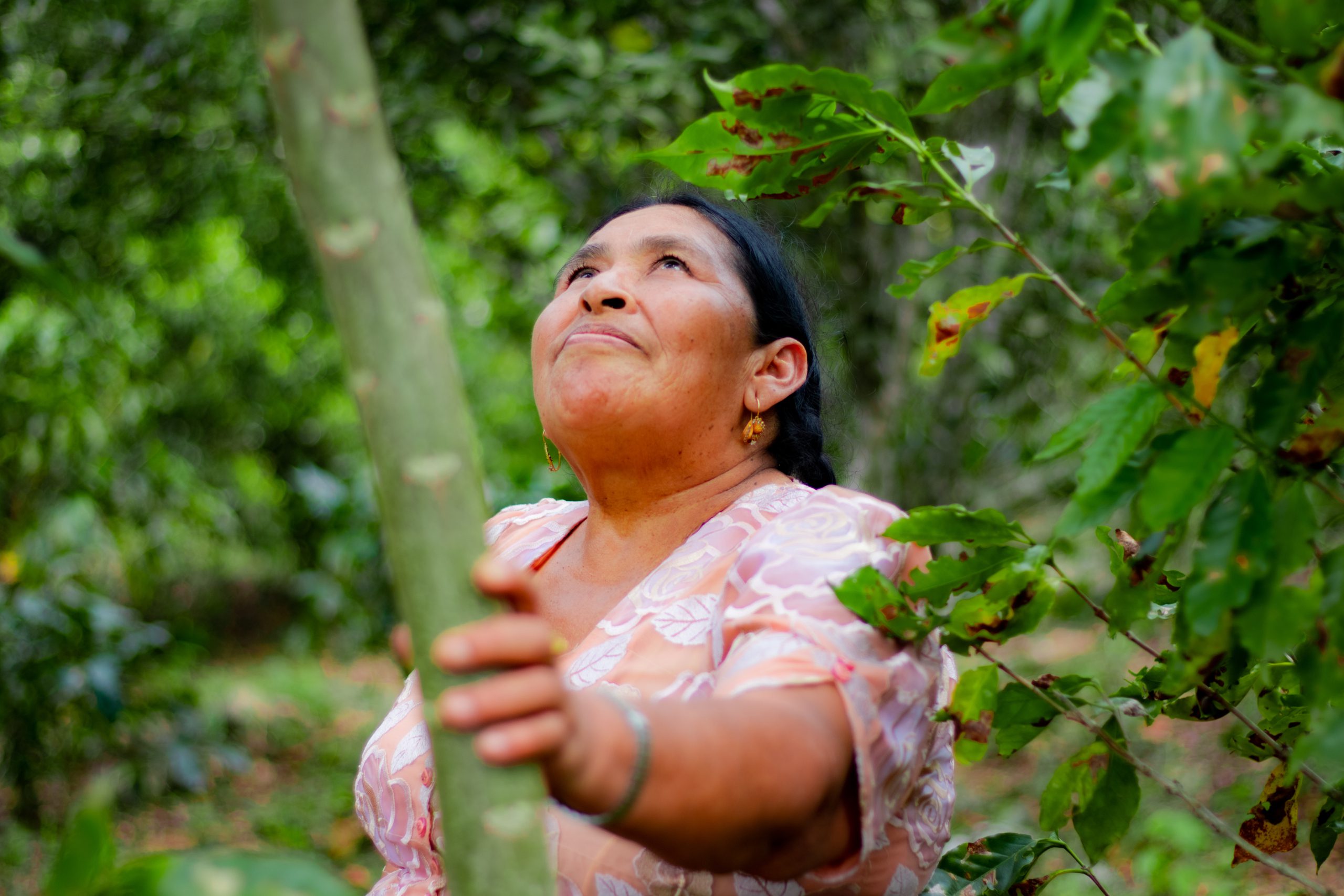 Tree donations and carbon offsetting: the differences | Trees for All