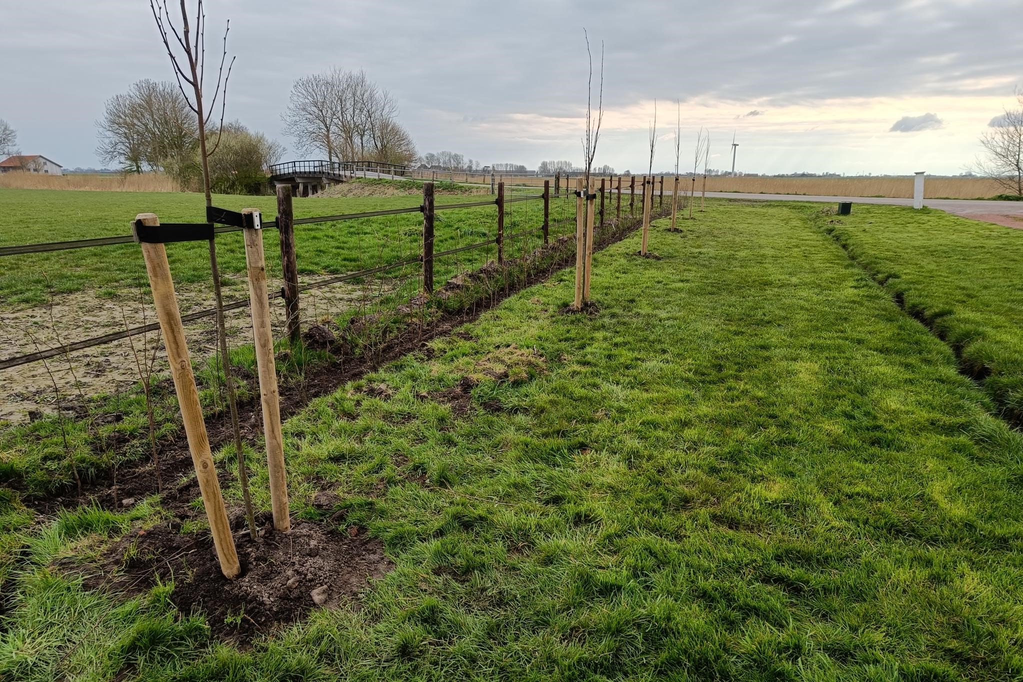 Greening the Frisian countryside: results 2022-2023 - Trees for All