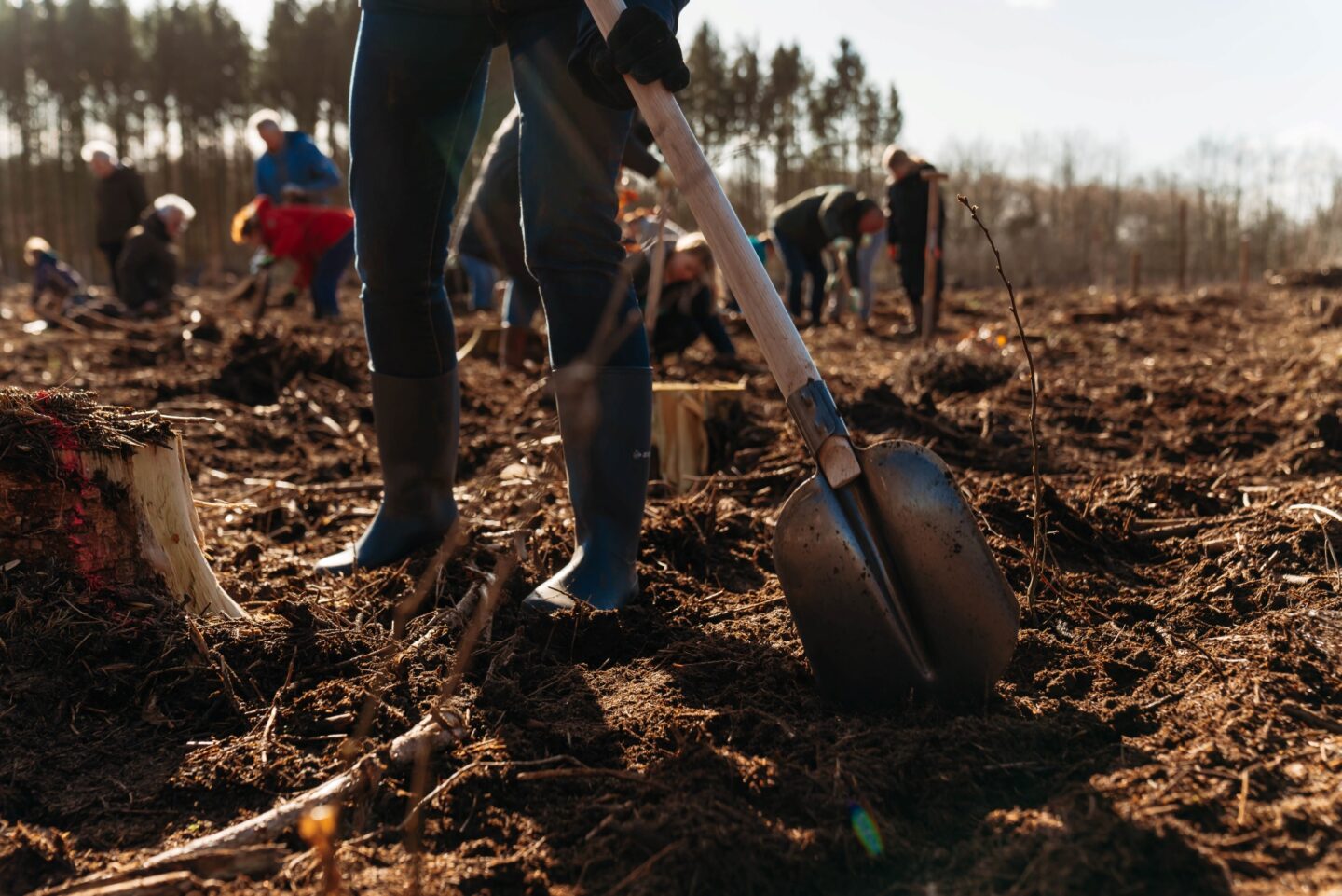 Vandebron is planting trees with Trees for All