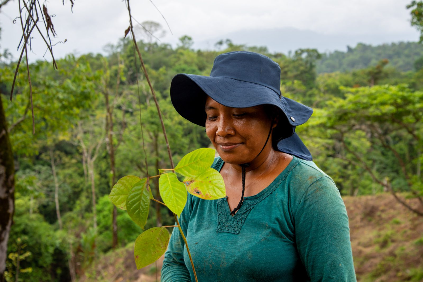 Project update: how are the new forest giants doing in Costa Rica ...