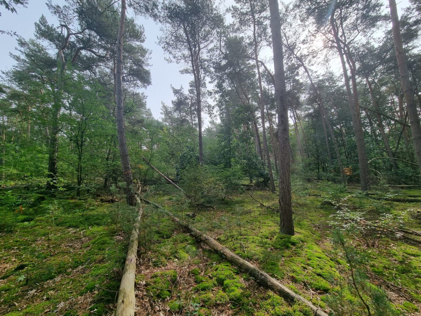 Bosherstel in Peel en Maas | Trees for All