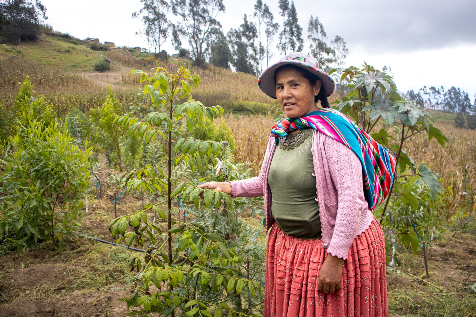 Project visit to Bolivia: thanks to trees, water returns to the Andes