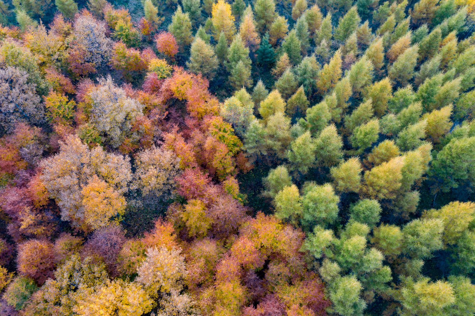 Plant een boom | Voor een beter klimaat | Trees for All