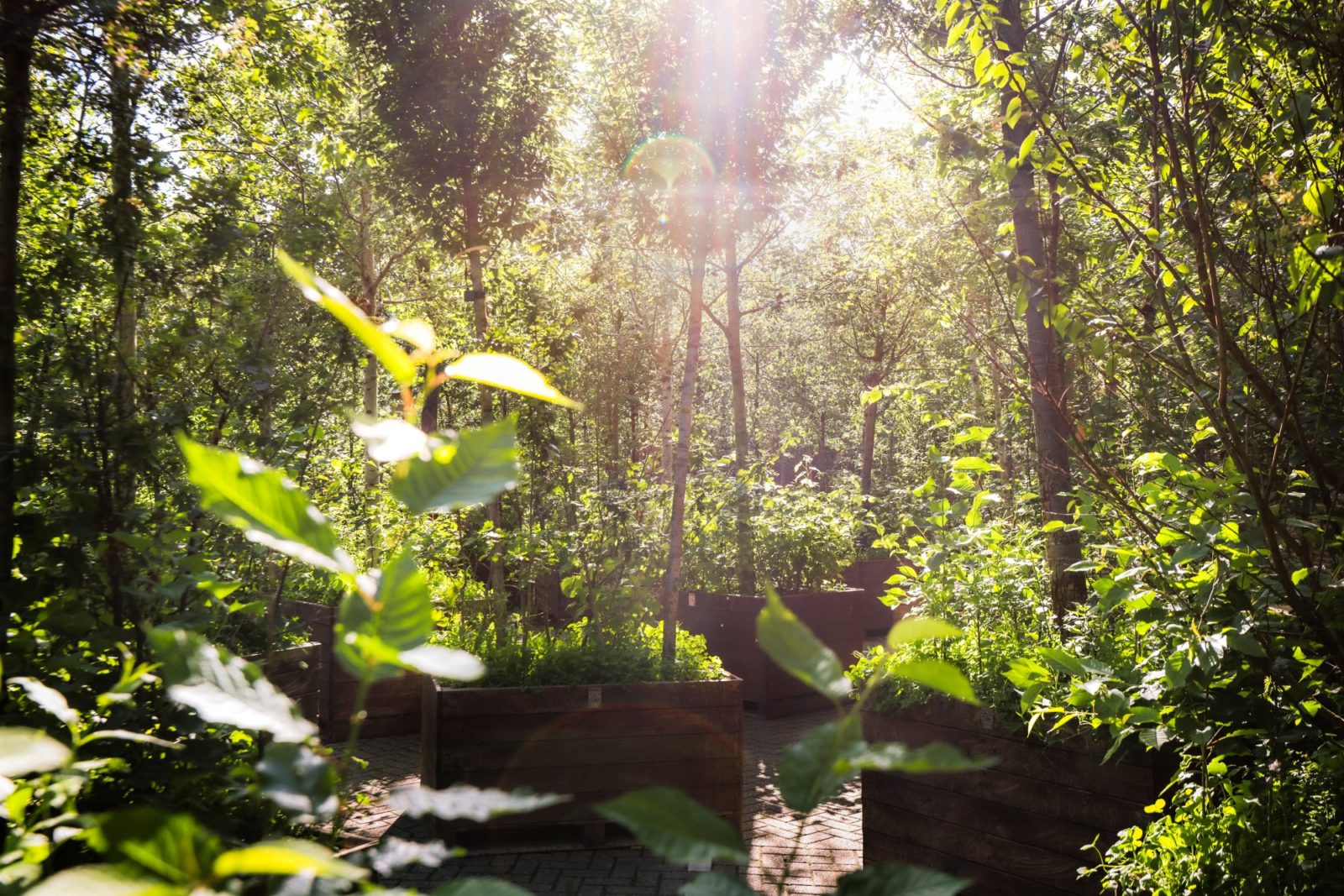 Uniek bos op de snelweg: Trees for All is trotse partner van het ...