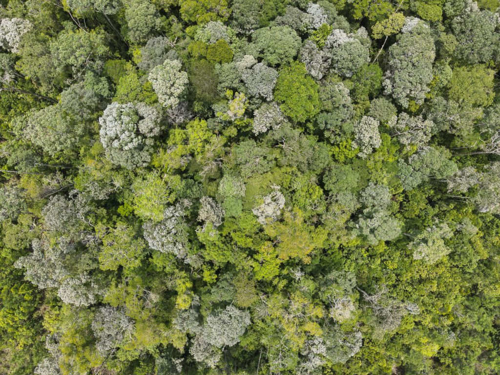 Plant een boom op Borneo met The Flower Farm en Trees for All
