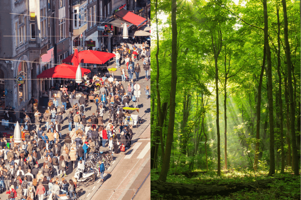 Plant jouw bedrijfsbomen in en rond Amsterdam - Trees for All