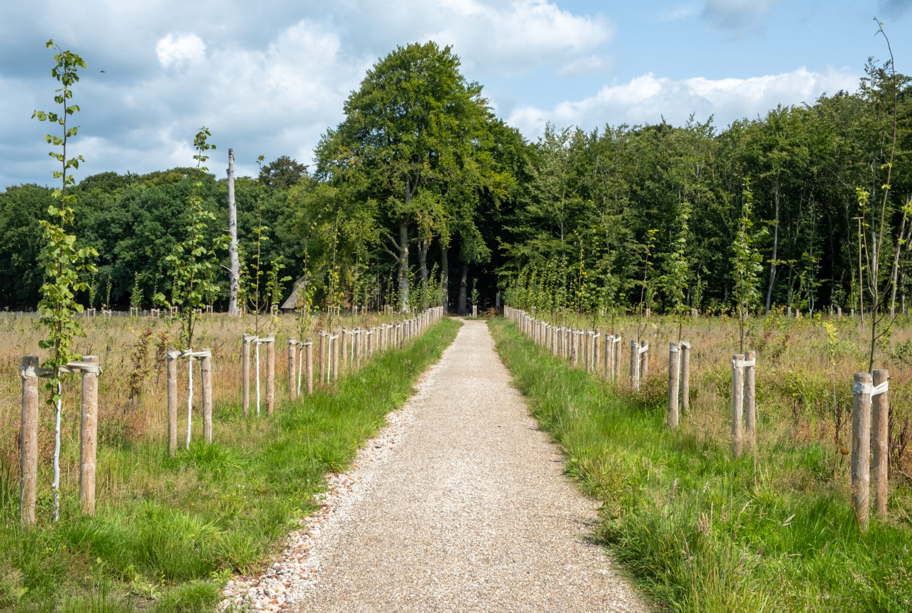 Star-shaped forest restored at Landgoed Zuylestein: results for 2024 ...