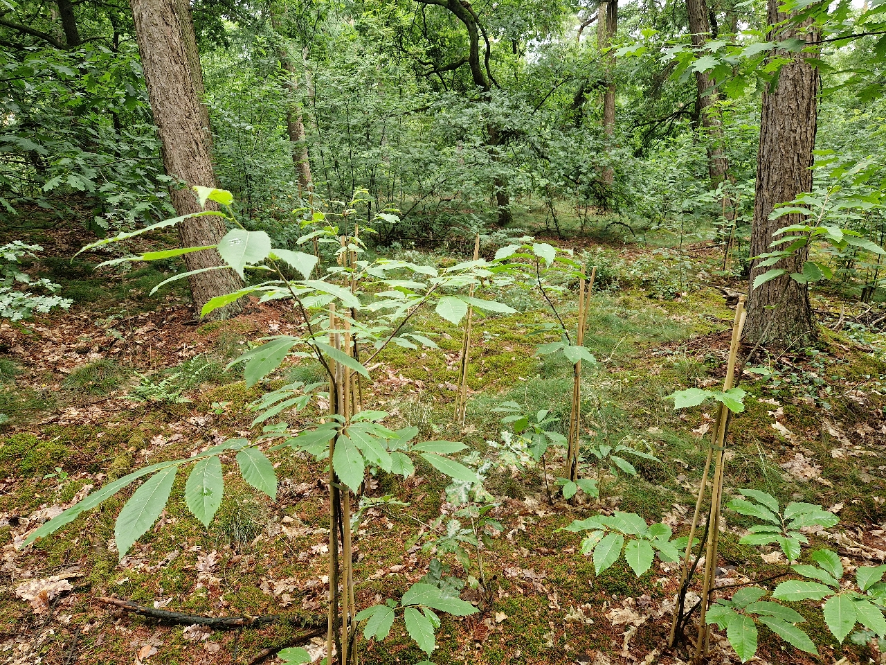 25 boomsoorten voor een sterker bos in Peel en Maas: resultaten 2024-2025 - Trees for All
