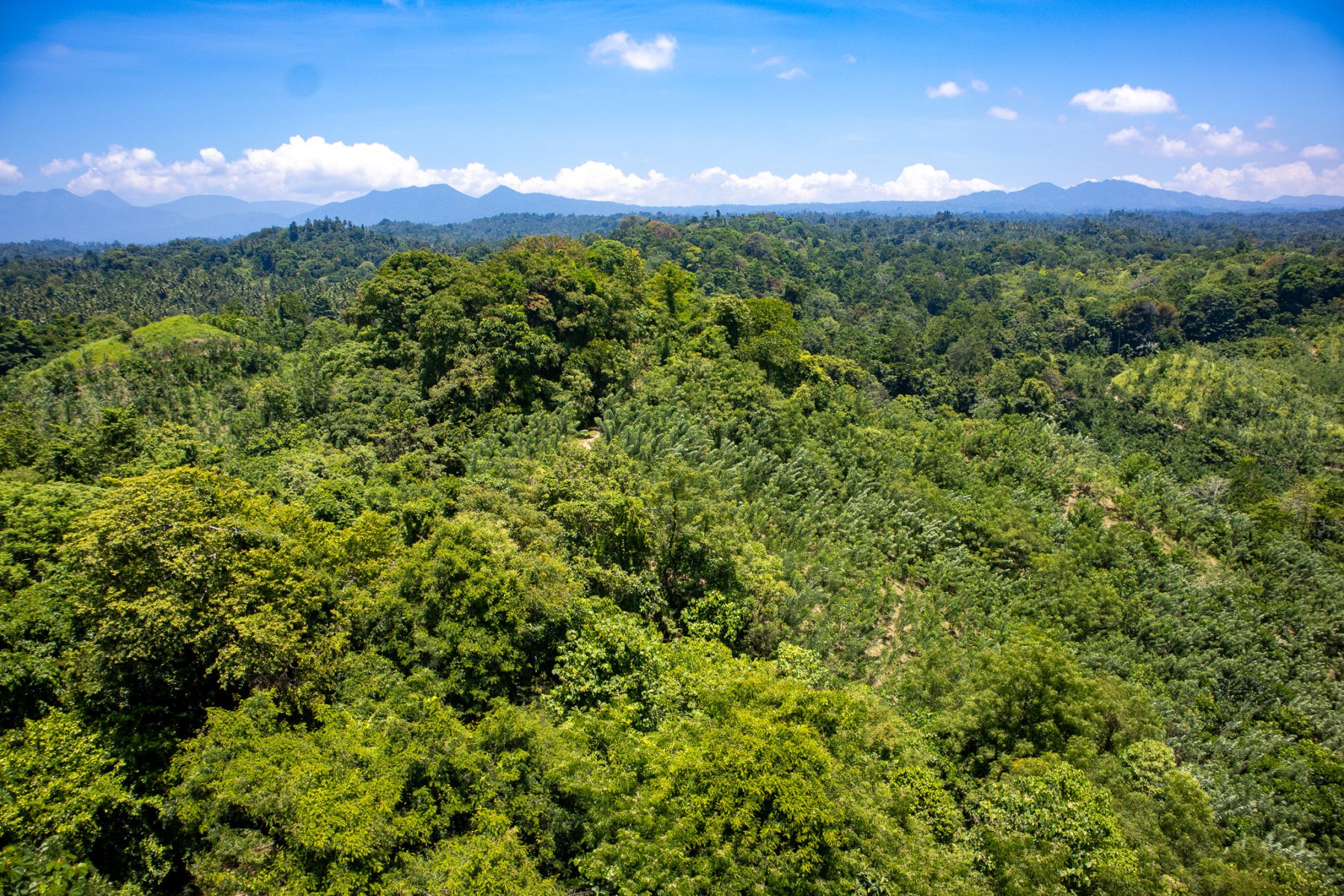 50 hectares of grassland transformed into forest - Trees for All